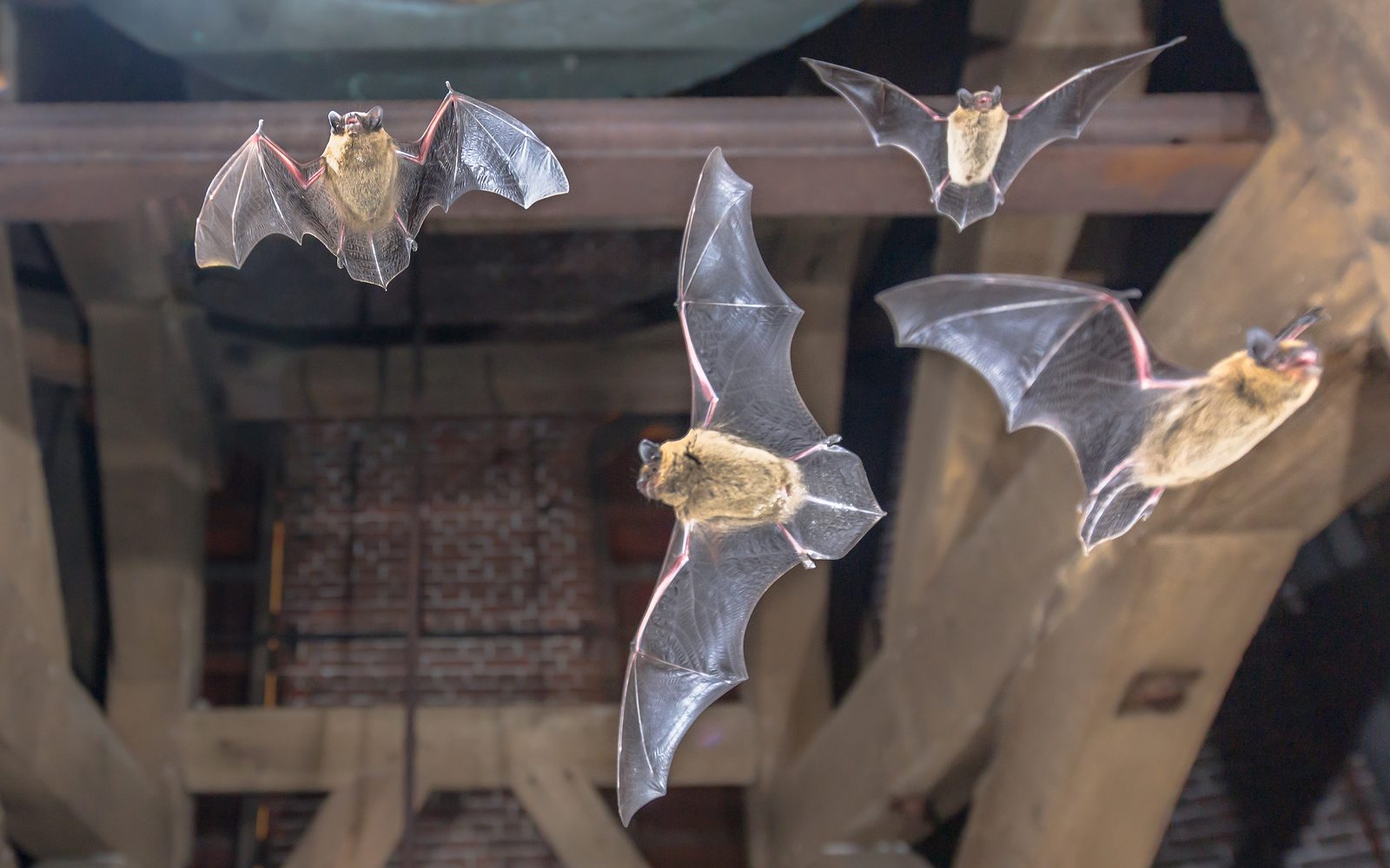Nuisance Bat Control in 3 Steps or Less | Bat Removal Indiana