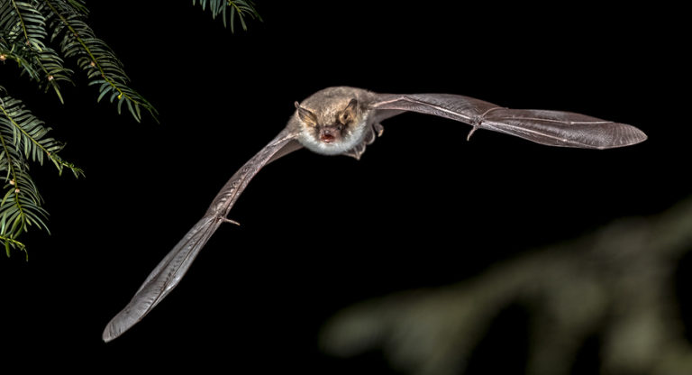 what do bats eat | Bat Removal Indiana