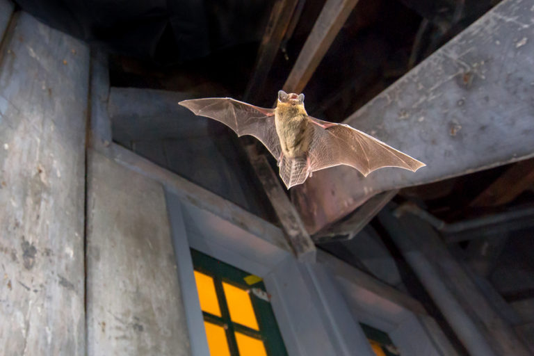 signs of bat infestation | Bat Removal Indiana