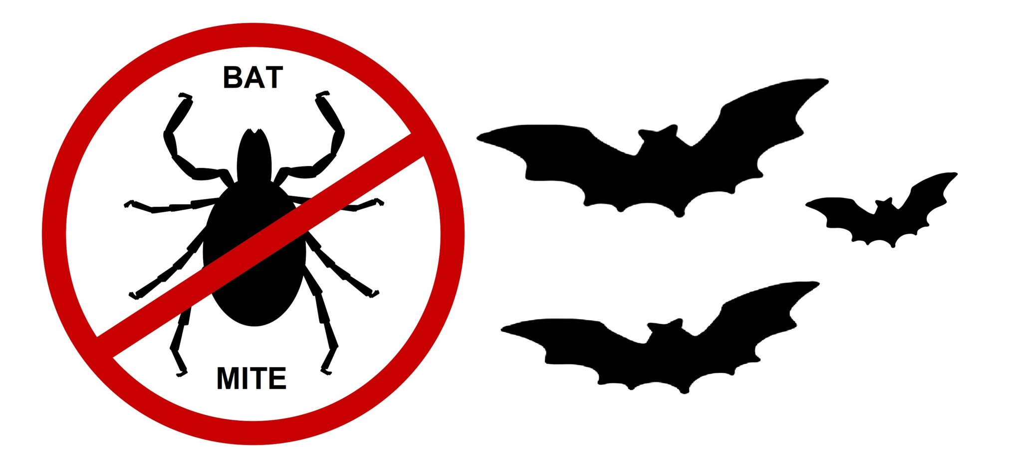 What You Need to Know About Bed Bugs and Bat Mites | Bat Removal Indiana