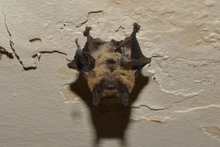 The Dangers of Having Bats in Your Home | Bat Removal Indiana