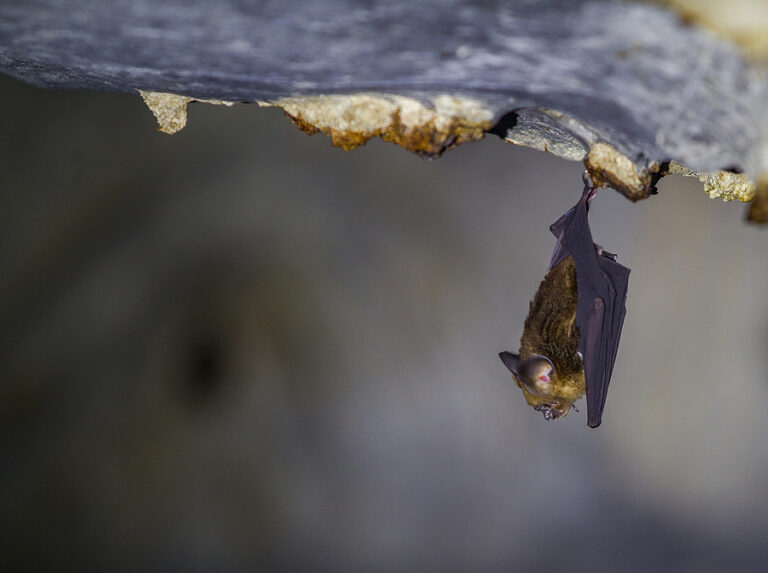 DNR Regulations | Bat Removal Indiana