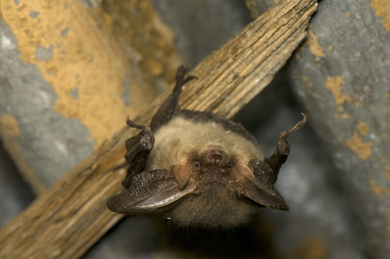 Common Entry Points for Bats in Your House and How to Seal Them Up ...